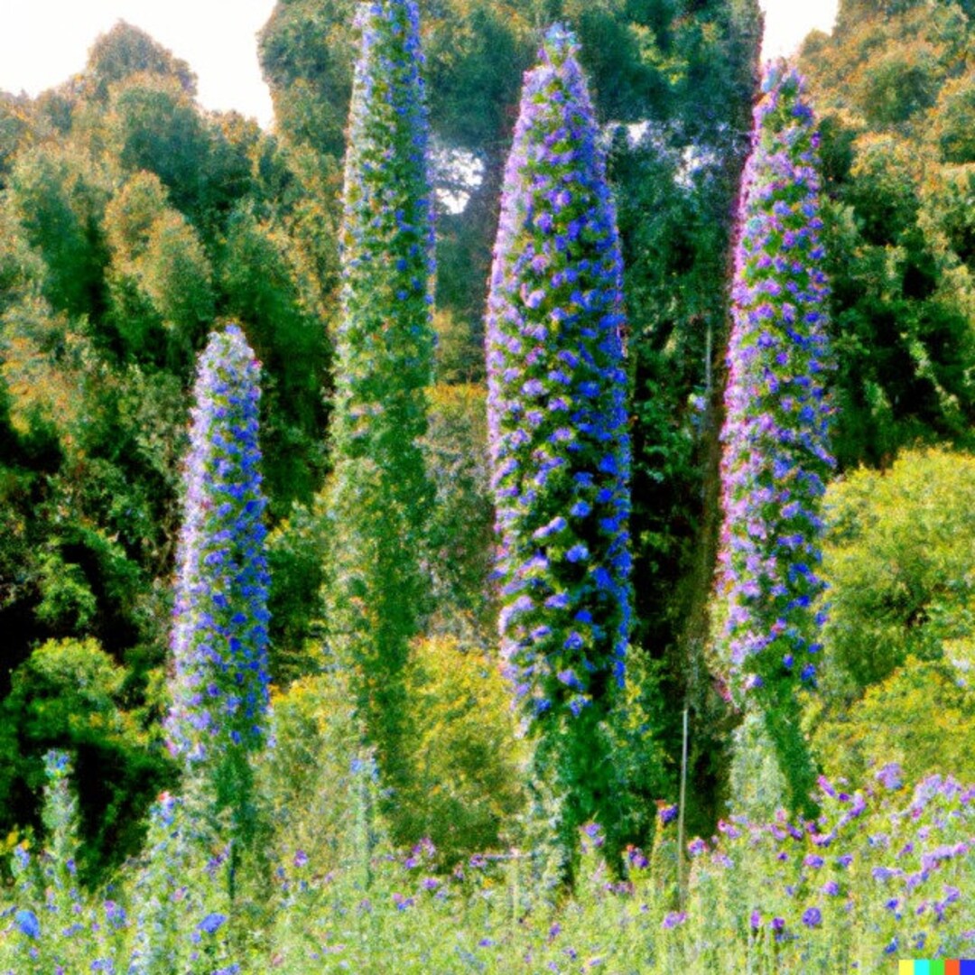 60 Pride of Madeira Purple Bugloss (echium Fastuosum Candicans) Seeds ...