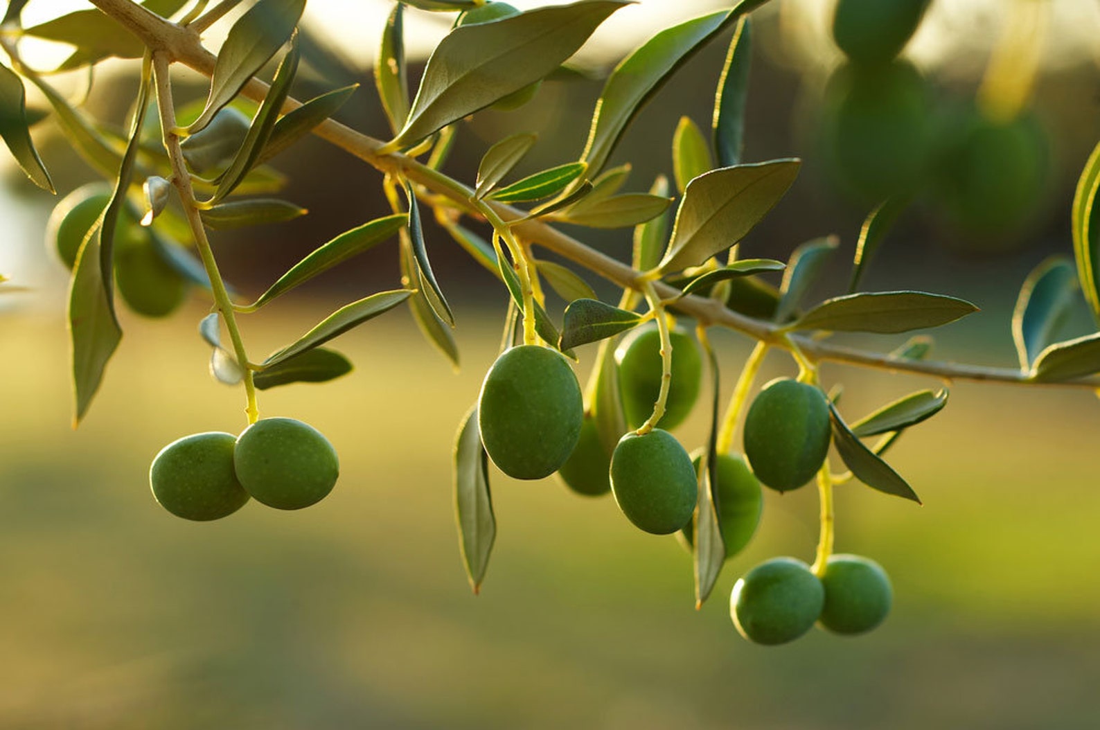 Olive Tree Oblonga Olea Europaea Live Plant Canning Olive Oil - Etsy