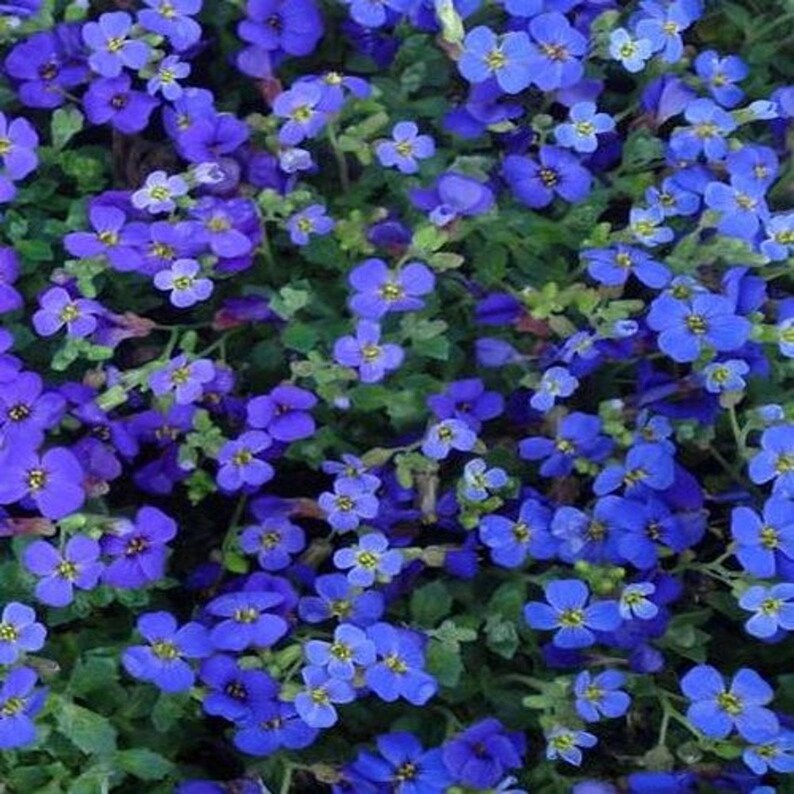 50 Aubrieta Bright Blue Rock Cress Flower Seeds Perennial - Etsy