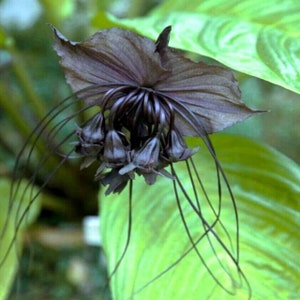 10 Seeds Black Bat Orchid Flower Seeds (tacca Chantrieri) Garden ...