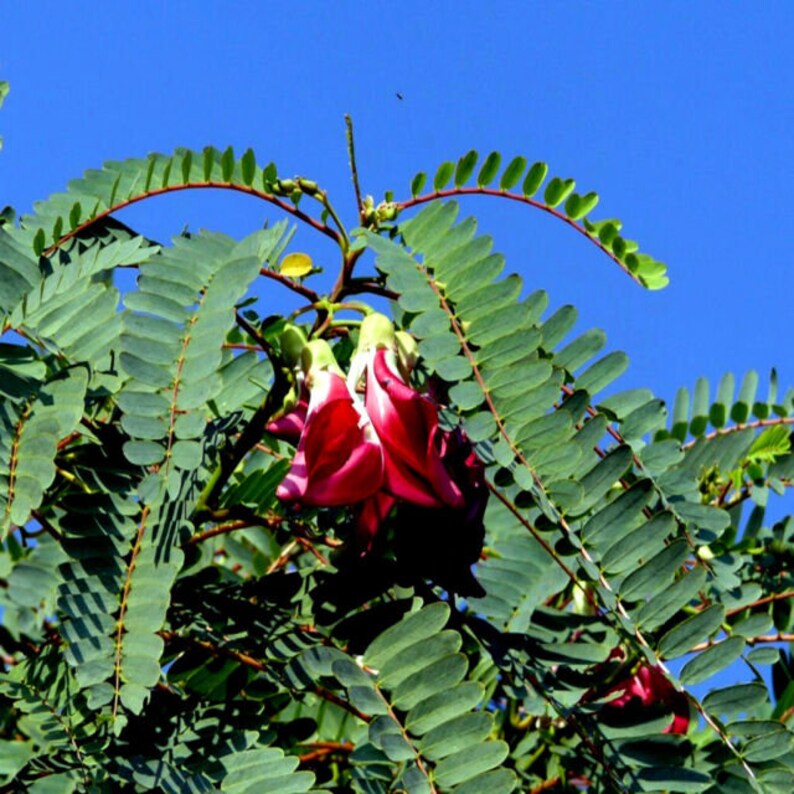 20 Hummingbird Tree Seeds sesbania Grandiflora - Etsy