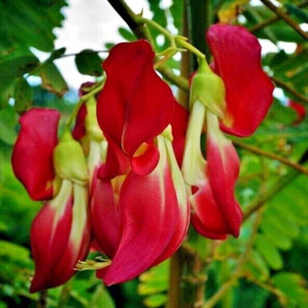 20 Hummingbird Tree Seeds (sesbania Grandiflora) "agati" Flower Plant ...