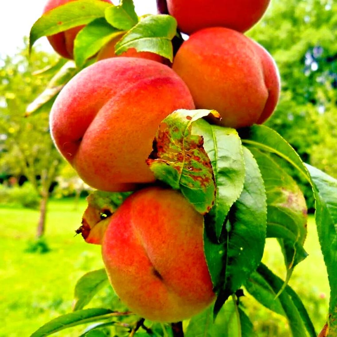 3 Dwarf Loring Peach Tree Seeds – Fast-growing Hardy Fruit for Home ...