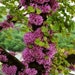 20 Seeds Judas Tree Seeds cercis Siliquastrum Mediterranean Redbud Plant Fast Purple - Etsy