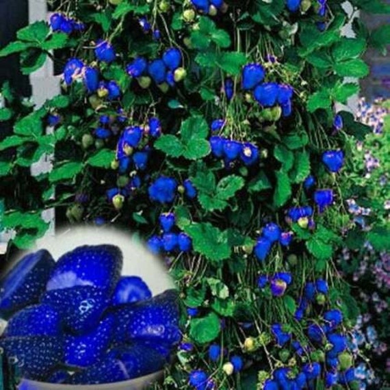 Blue Strawberry Plants