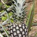 Pineapple Elite Gold Live Plant Edible Fruit Ananas Comosus Garden ...