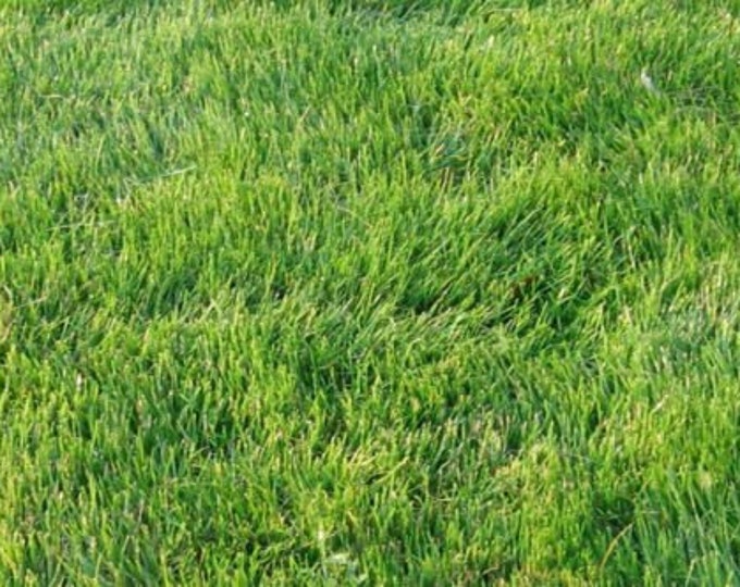 Compadre Zoysia Grass Seed/per Pound - Etsy