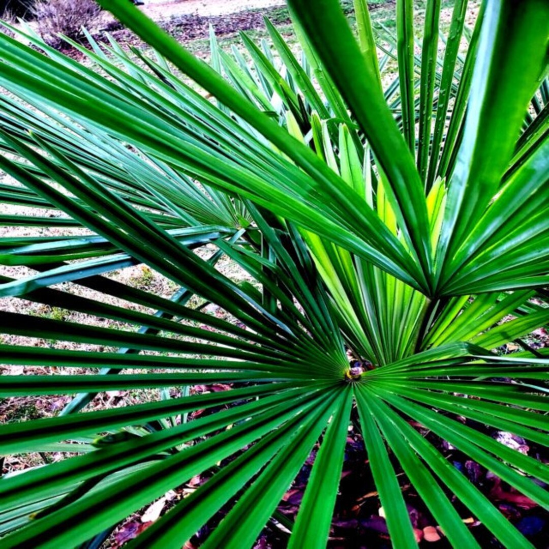 10 Windmill Fan Palm Tree Seeds Trachycarpus Fortunei MOST COLD HARDY ...