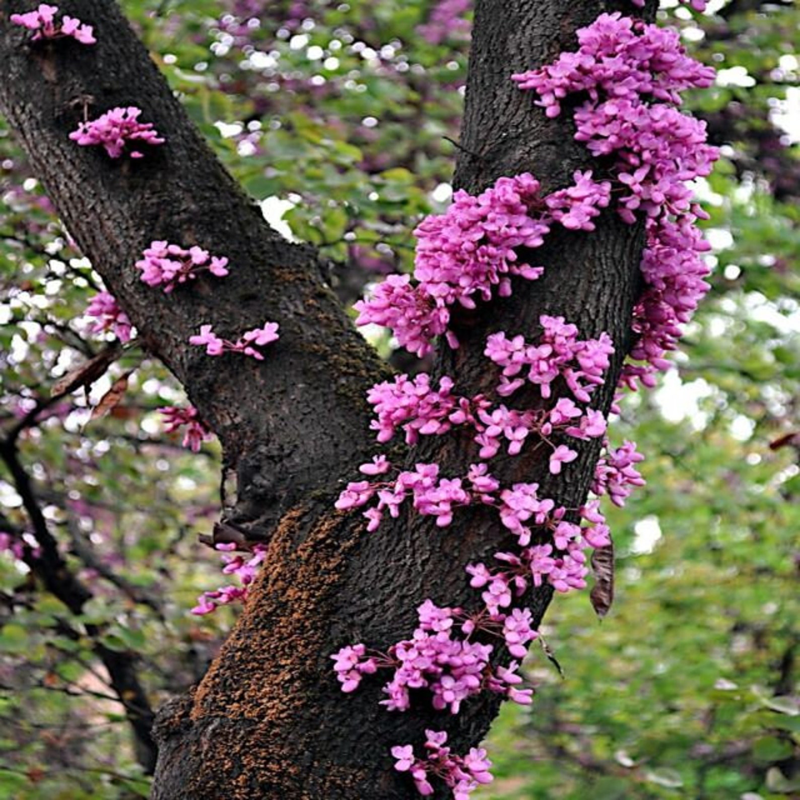 20 Seeds Judas Tree Seeds (cercis Siliquastrum) Mediterranean Redbud ...