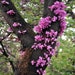 20 Seeds Judas Tree Seeds (cercis Siliquastrum) Mediterranean Redbud Plant Fast Purple - Etsy