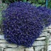 50+ Aubrieta Bright Blue Rock Cress Flower Seeds Perennial Deer ...