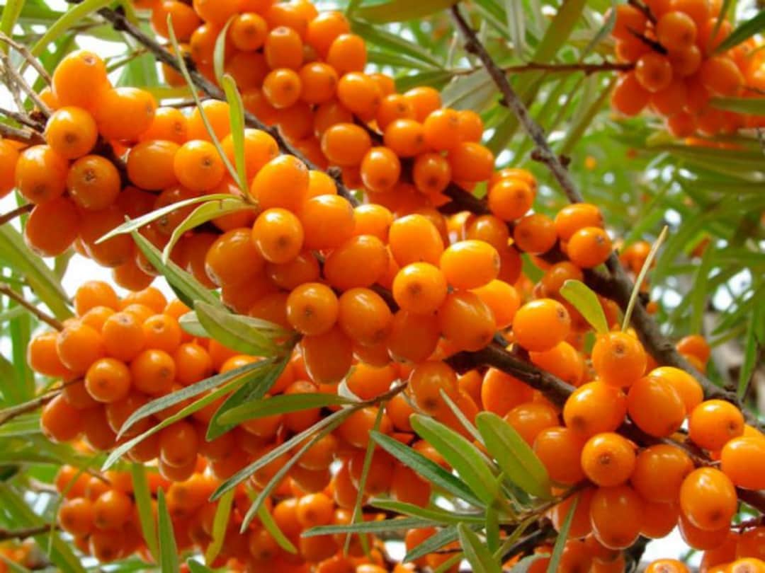 50+ Seaberry High-quality Seeds Sea Buckthorn Hippophae Rhamnoides ...