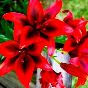20 Deep Red Lily Rare Flower Seeds, Exotic Bloom Plant, Home Garden ...