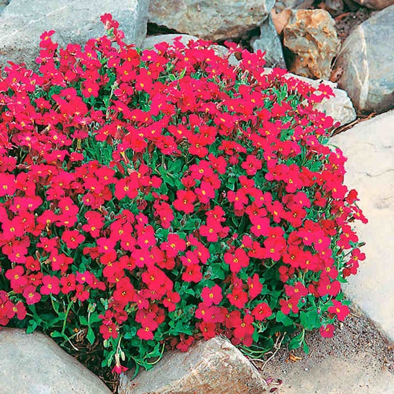 50 Aubrieta Bright Red Rock Cress Flower Seeds Perennial Deer | Etsy