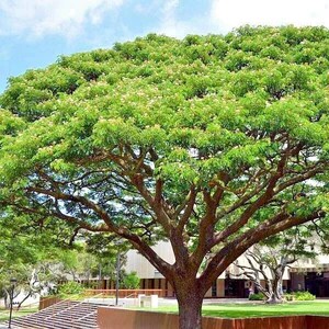 10 Monkey Pod Albizia Saman Seeds, Tropical Flower Bonsai Plant, Rare ...