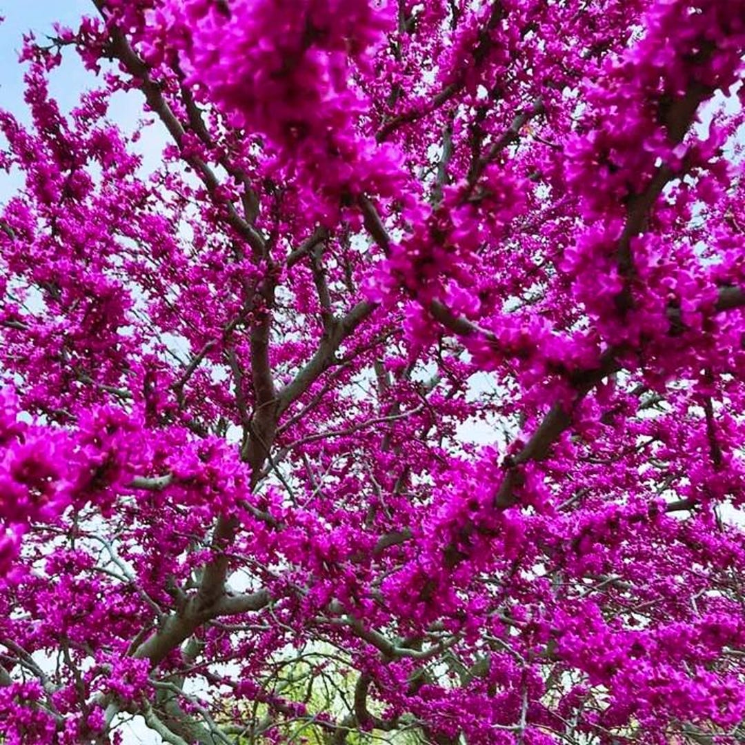 Oklahoma Redbud Tree Seeds - 50 Premium Seeds for Stunning Spring ...