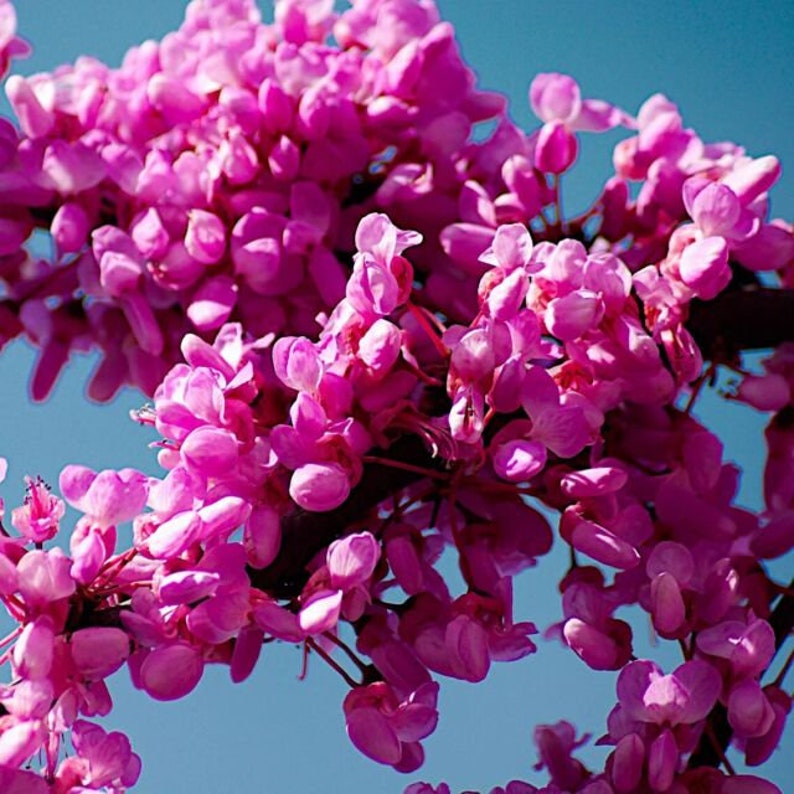 20 Seeds Judas Tree Seeds (cercis Siliquastrum) Mediterranean Redbud ...