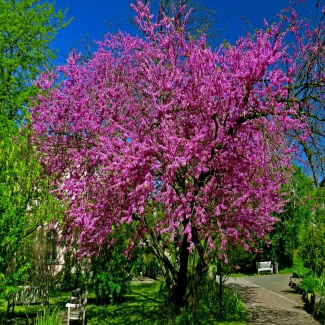20 Seeds Judas Tree Seeds (cercis Siliquastrum) Mediterranean Redbud ...