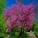 20 Seeds Judas Tree Seeds (cercis Siliquastrum) Mediterranean Redbud Plant Fast Purple - Etsy