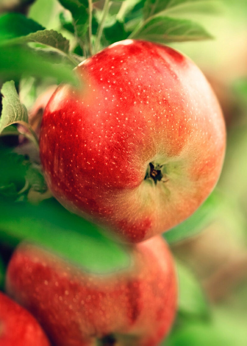 20 Seeds Paradise Apple (malus Domestica) | Edible Sweet Fruit Tree - Etsy