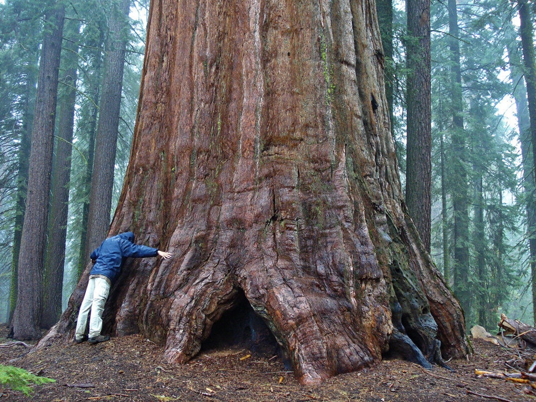 30+ Giant Sequoia High-quality Seeds Sequoiadendron Giganteum Garden ...