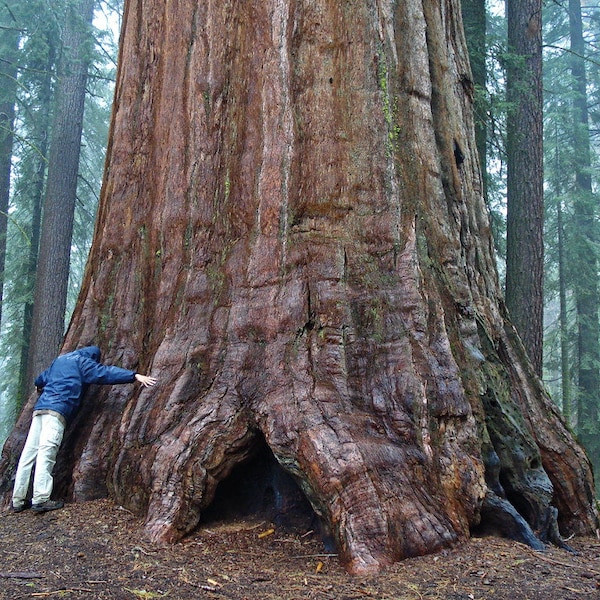 Giant Sequoia Seeds - Etsy