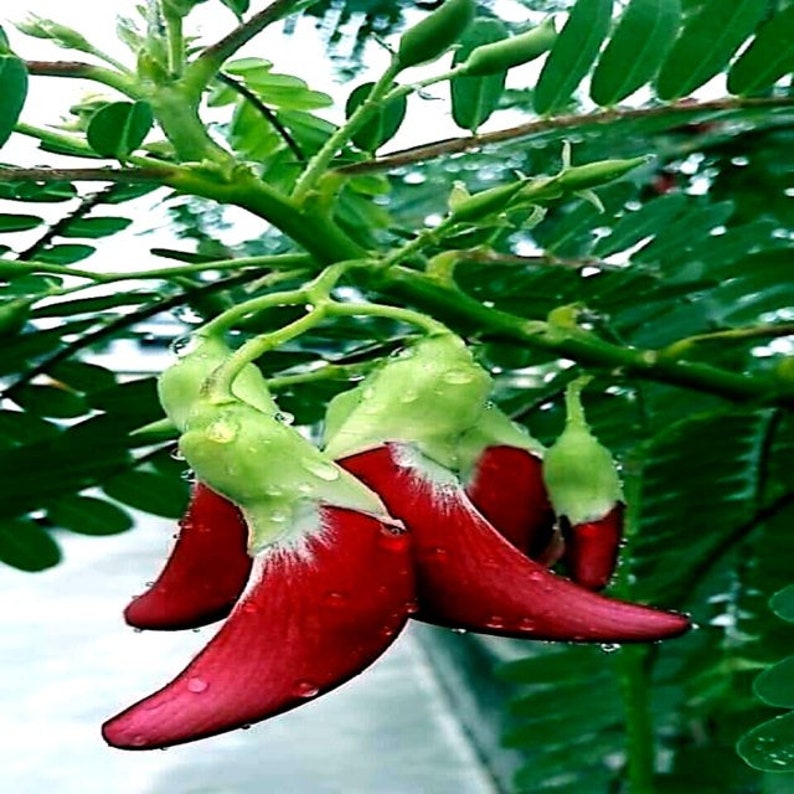 20 Hummingbird Tree Seeds (sesbania Grandiflora) "agati" Flower Plant ...