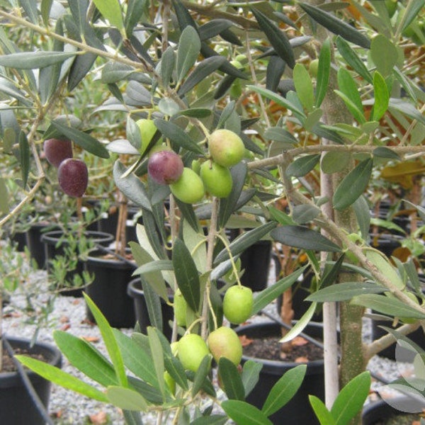 Olive Tree - Etsy