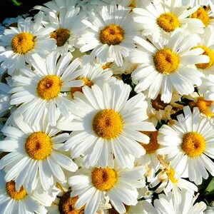 Blooming Beauty: 200 Non-gmo Shasta Daisy Seeds – Perfect for Vibrant ...