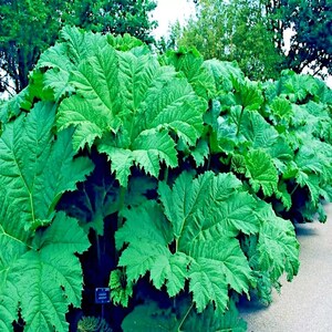 25 Gunnera Manicata Seeds "dinosaur Food" Hardy Exotic Plant, Rare ...