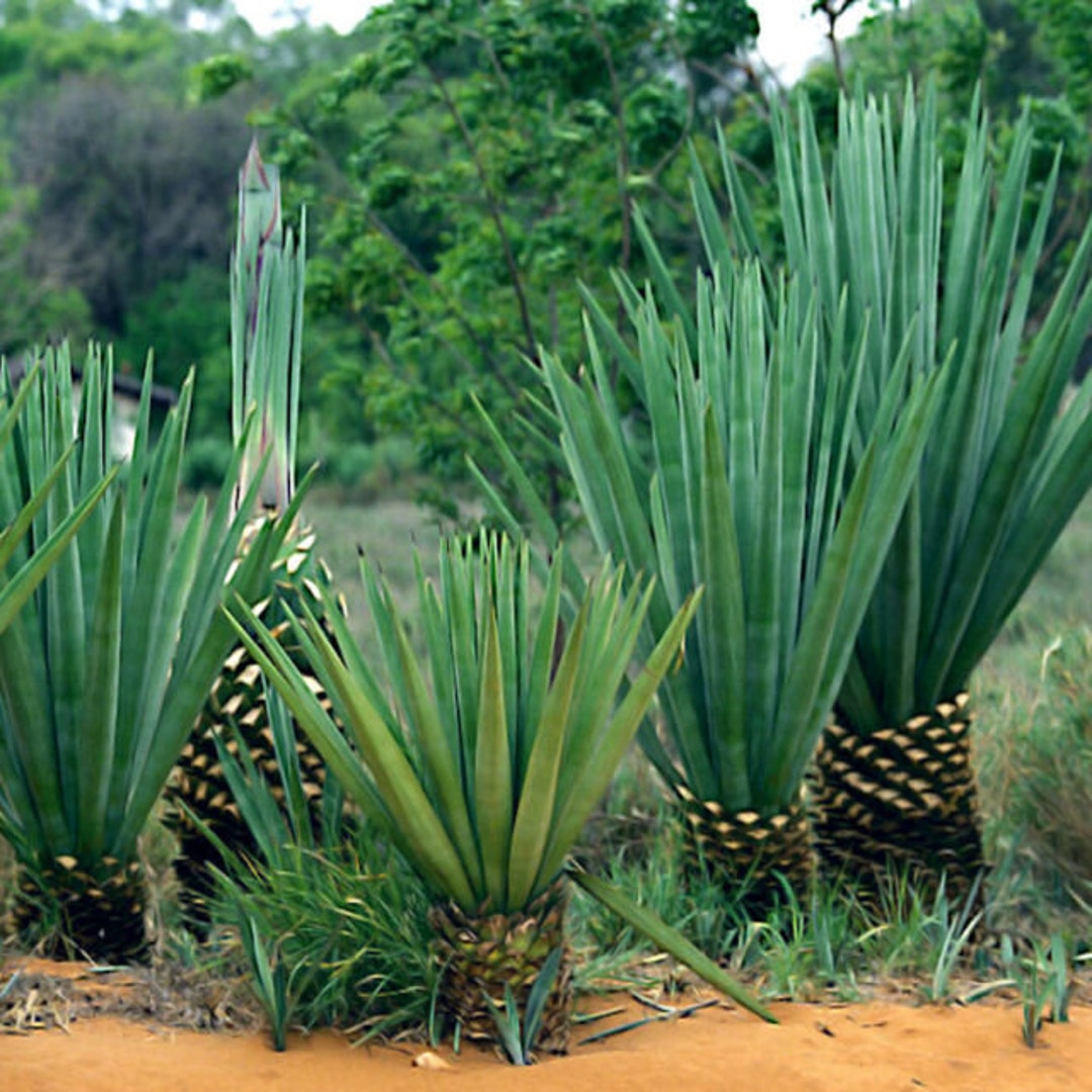 Agave Sisalana Seeds Rare "century Plant" Exotic Succulent "sisal ...