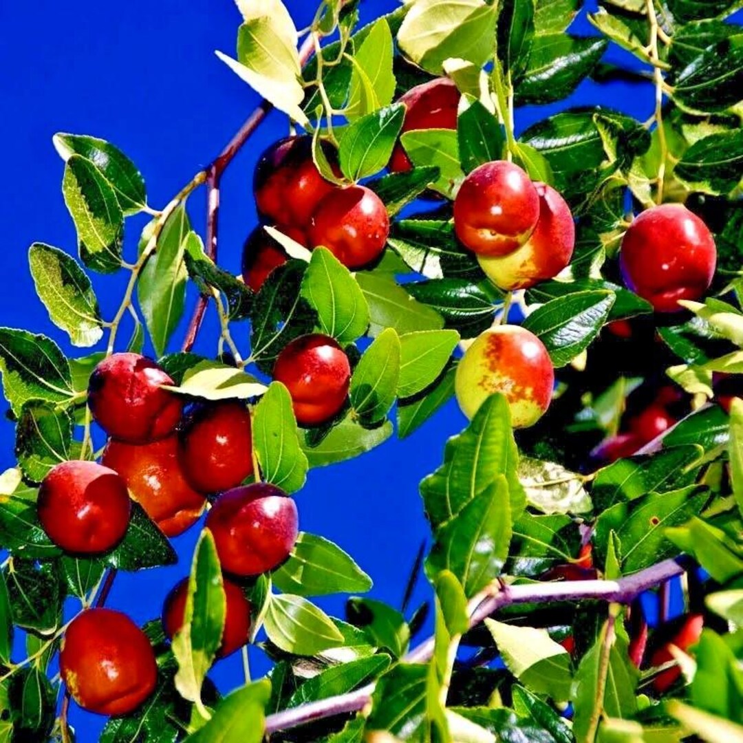 10 Red Chinese Date Jujube Fruit Tree Seeds, Superfruit Seeds, Fast Growing Hardy Seeds - Etsy