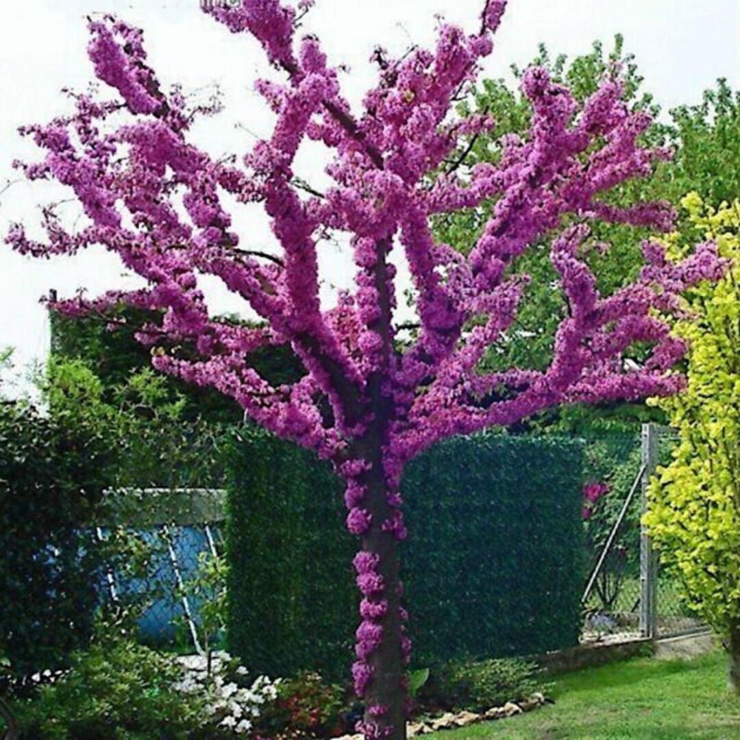 40 Judas Tree Seeds Mediterranean Redbud Plant Fast Purple - Etsy