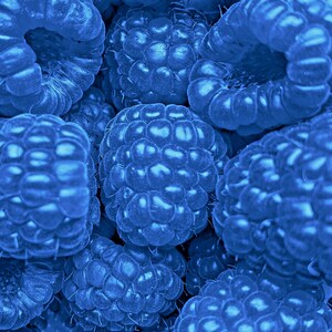 50+ Seeds Blue Raspberry Bush SWEET EDIBLE Berry Fruits - Etsy