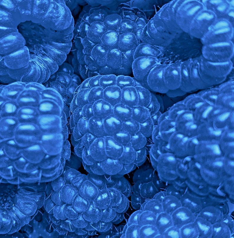 50 Seeds Blue Raspberry Bush SWEET EDIBLE Berry Fruits - Etsy