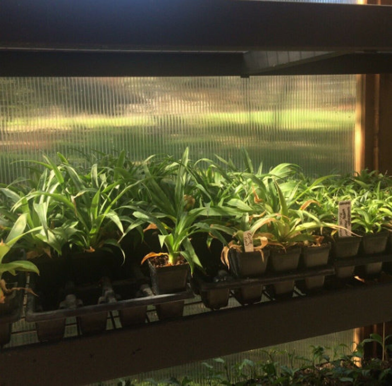 Pineapple Elite Gold Live Plant Edible Fruit Ananas Comosus | Etsy