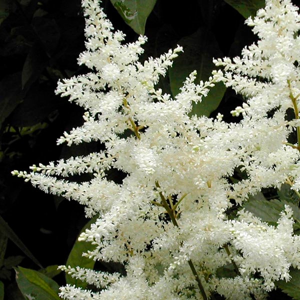 25 White Astilbe Flower Seeds Shade Loving Perennial Deer - Etsy