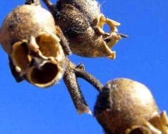 Orchid Seeds - Etsy