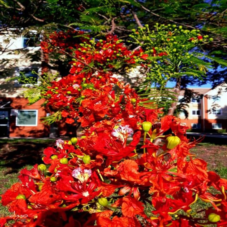 10 Seeds ROYAL POINCIANA RED Flame Tree Delonix Regia Tropical - Etsy