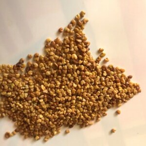 30+ Fresh Chipilin Seeds - Etsy