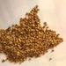 30+ Fresh Chipilin Seeds - Etsy