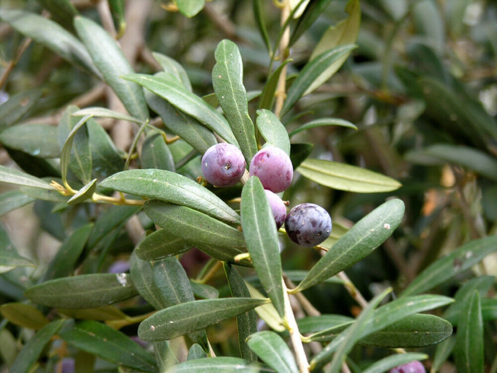Olive Tree Arbequina Olea Europaea Live Plant Canning Olive Etsy olive-tree-arbequina-olea-europaea-live-plant-canning-olive-etsy