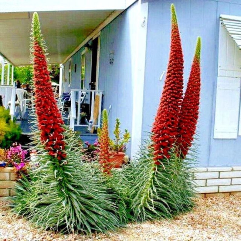 20 TOWER OF JEWELS Seeds echium Wildpretii Garden Flower - Etsy