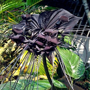 10 Seeds Black Bat Orchid Flower Seeds (tacca Chantrieri) Garden ...