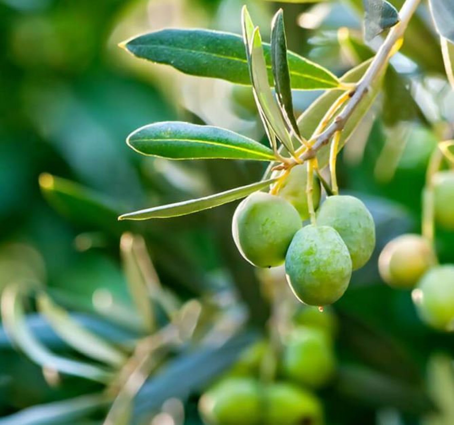 Olive Tree Oblonga Olea Europaea Live Plant Canning Olive Oil - Etsy