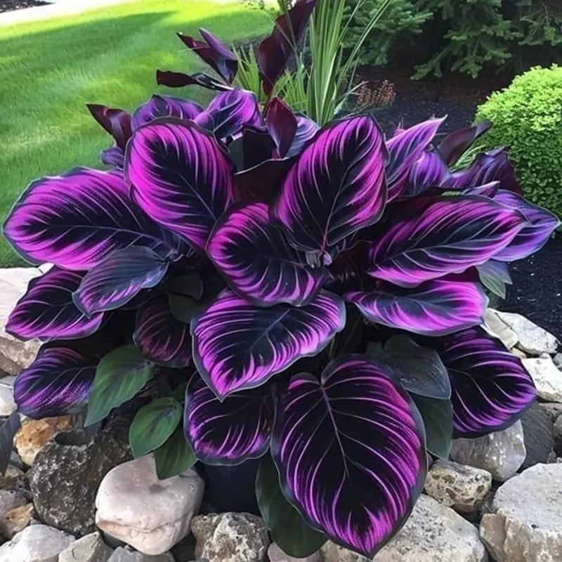 Purple Hosta Plant - Etsy