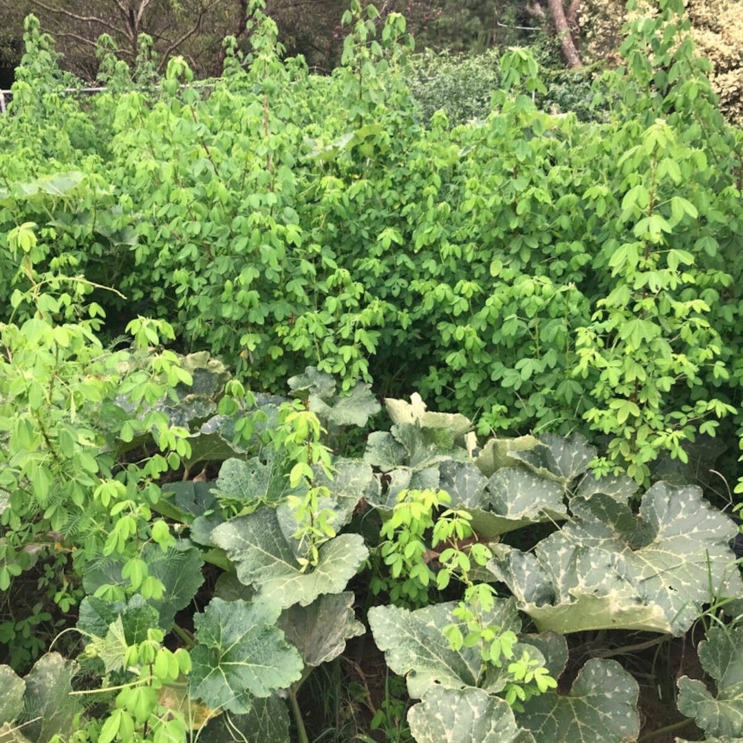 30+ Fresh Chipilin Seeds - Etsy