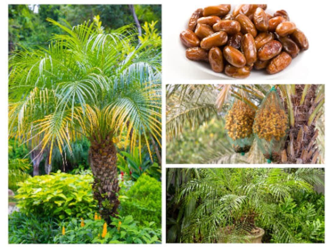 35 Pcs Palm Seeds Pygmy Date Edible Fruit Tree - Etsy