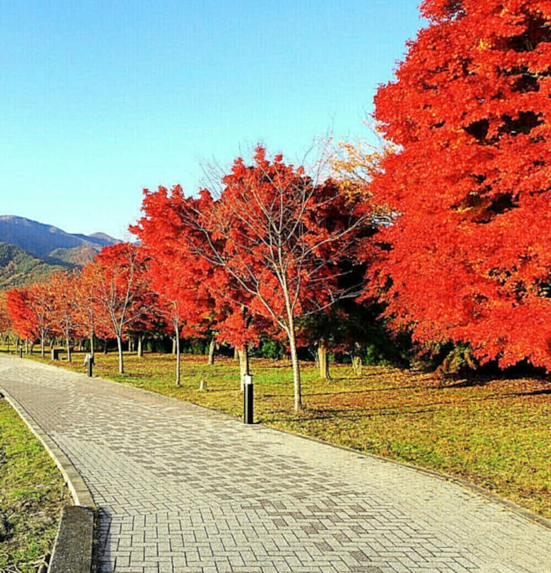 80+ Fast Growing TREE SEEDS: Red Maple (acer Rubrum) - Etsy