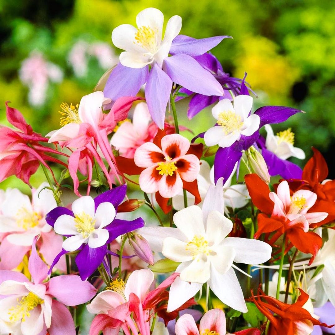 300+ Columbine Mckana Giants Seeds – Stunning Mixed Colors to Transform ...